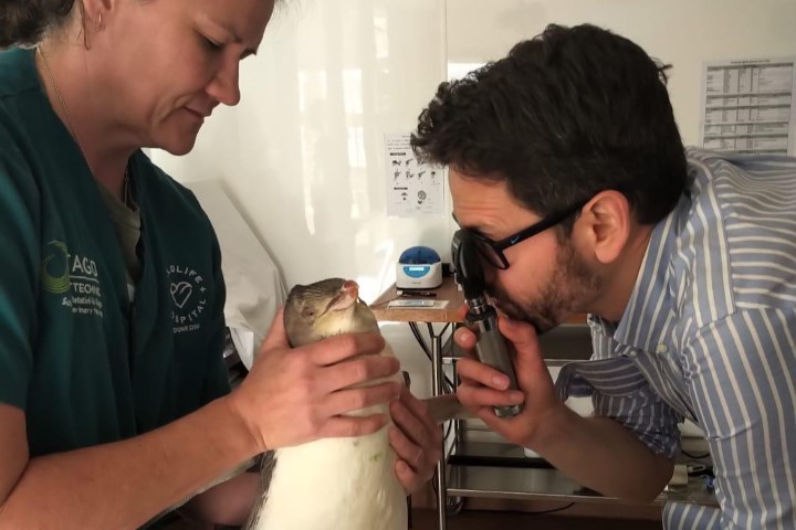 Bird’s eye view – safeguarding penguin vision